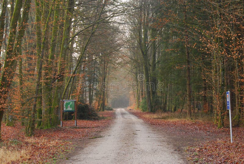 Road Going through the Forest in Winter Stock Photo - Image of green ...