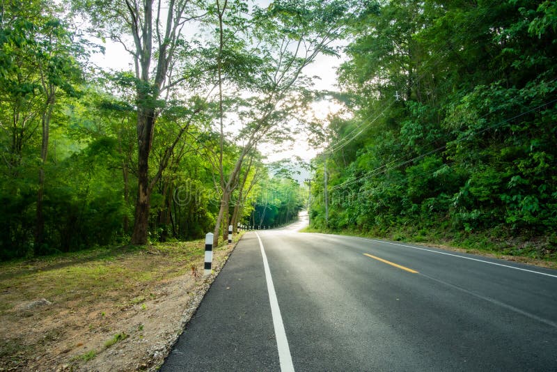 Road going through a trees stock image. Image of plant - 154654833