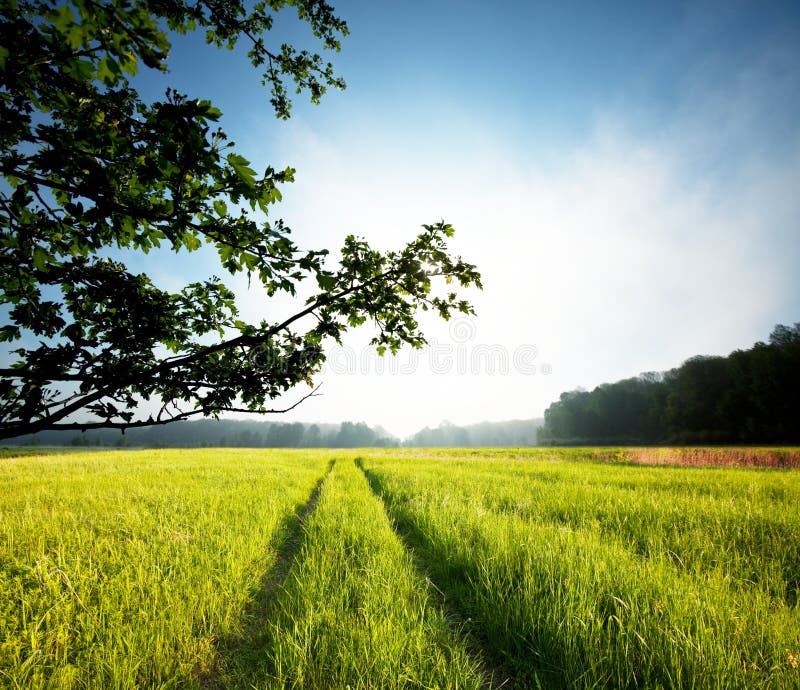 Road in field stock photo. Image of adventure, landscapes - 7892042