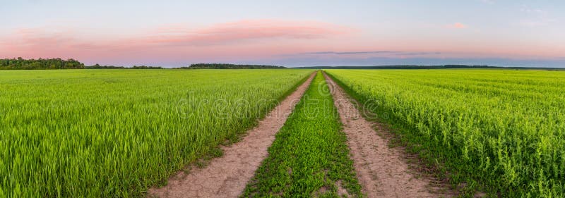 The Road between the Green Fields of Young Shoots of Crops. Panoramic ...