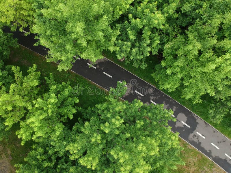 Road through the Green Forest, Aerial View Stock Image - Image of ...