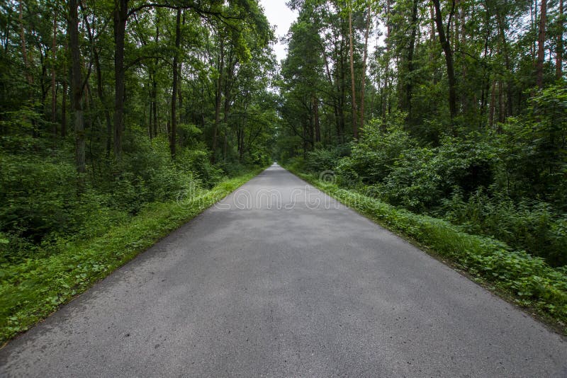 Road in a Green Forest on a Hot Summer Day. Summer Stock Photo - Image ...