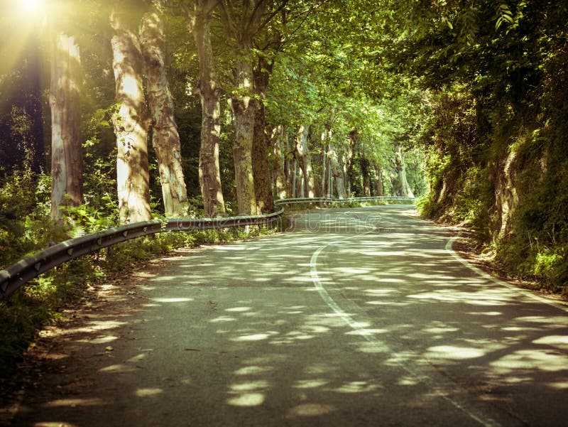 Road in green forest stock photo. Image of nature, forest - 106257940