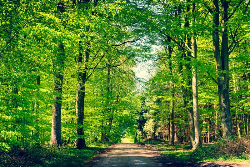Road in a Green Forest in the Spring Stock Photo - Image of landscape ...
