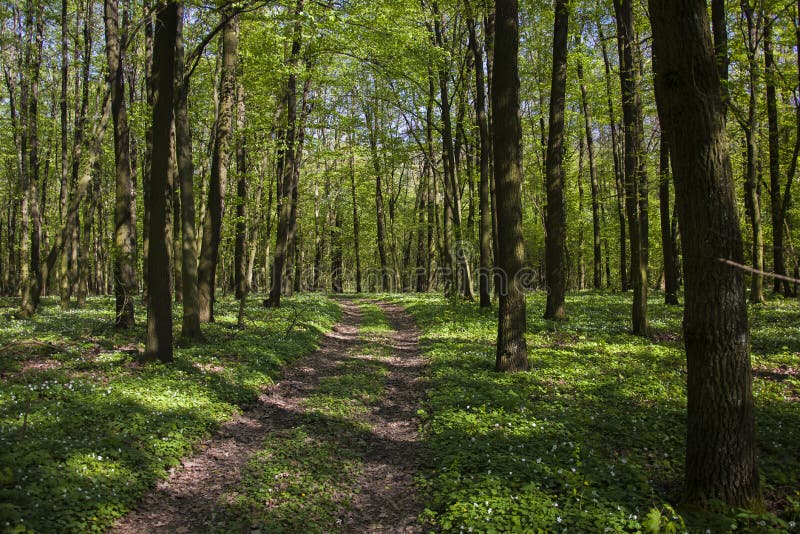 Road in a Green Forest, Spring View Stock Image - Image of spring ...