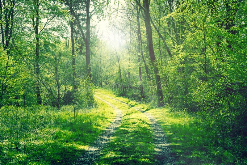 Road in a Green Forest with Sunshine Stock Photo - Image of nature ...