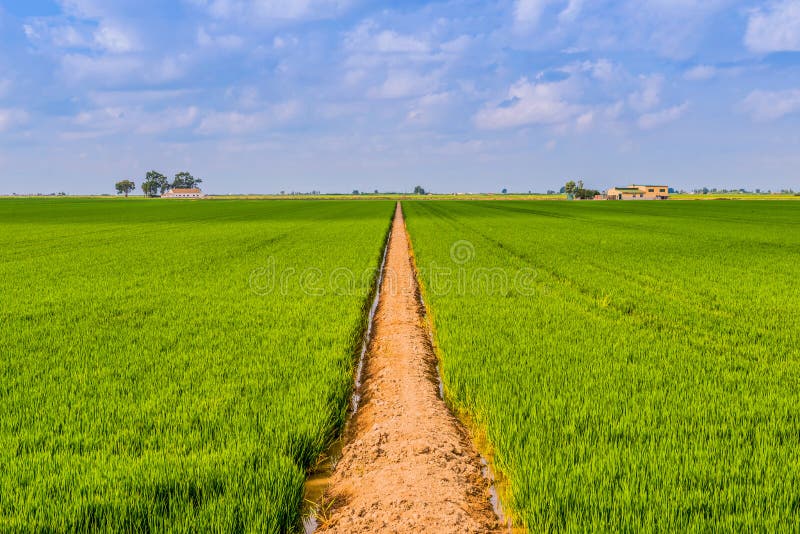 Road in a field stock photo. Image of grass, road, countryside - 120493140