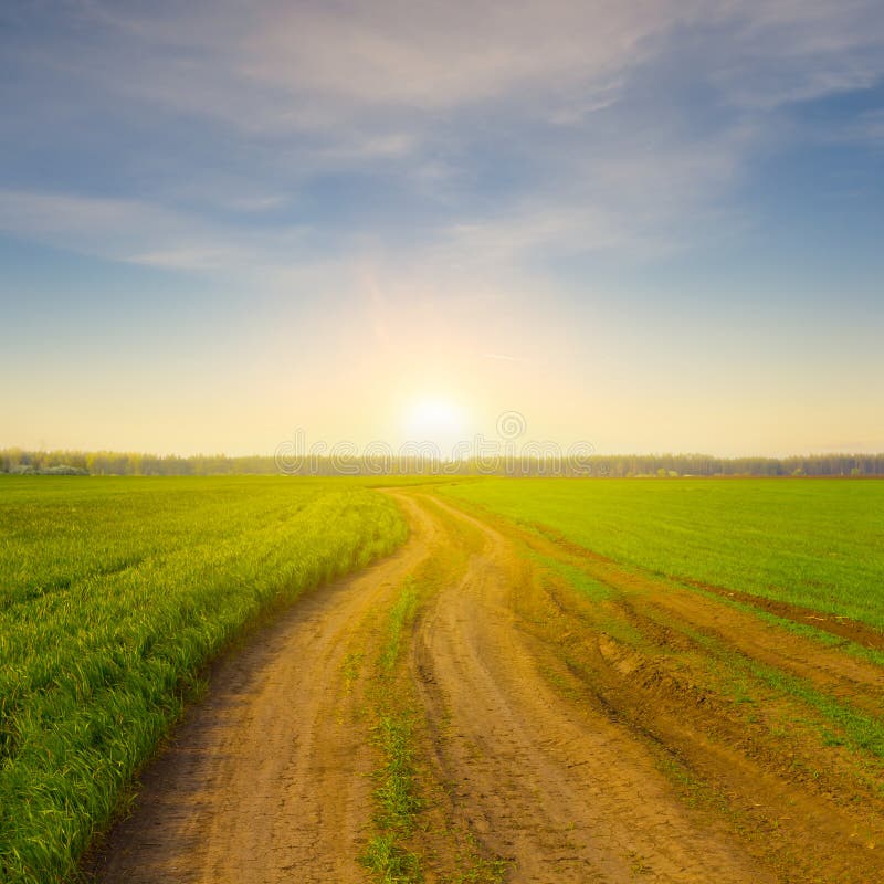 Road among Green Rural Fields at the Sunset Stock Image - Image of ...