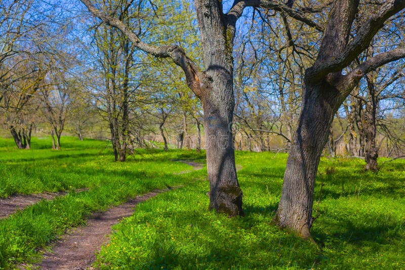 Road among Green Spring Forest Stock Image - Image of nature, scene ...