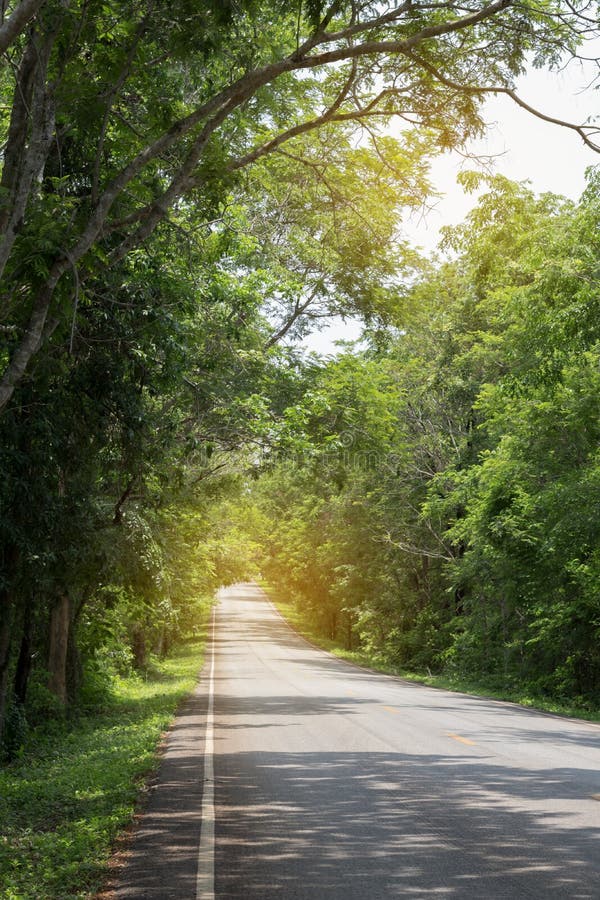 Road with Green Trees Around and Leaning Trees Over the Road. Stock ...