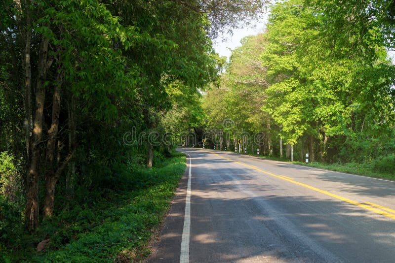 Road with Green Trees Around and Leaning Trees Over the Road Stock ...