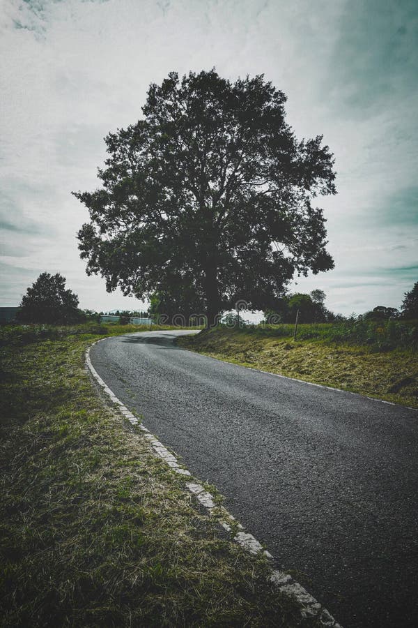 The road with green trees stock image. Image of tranquility - 131499205