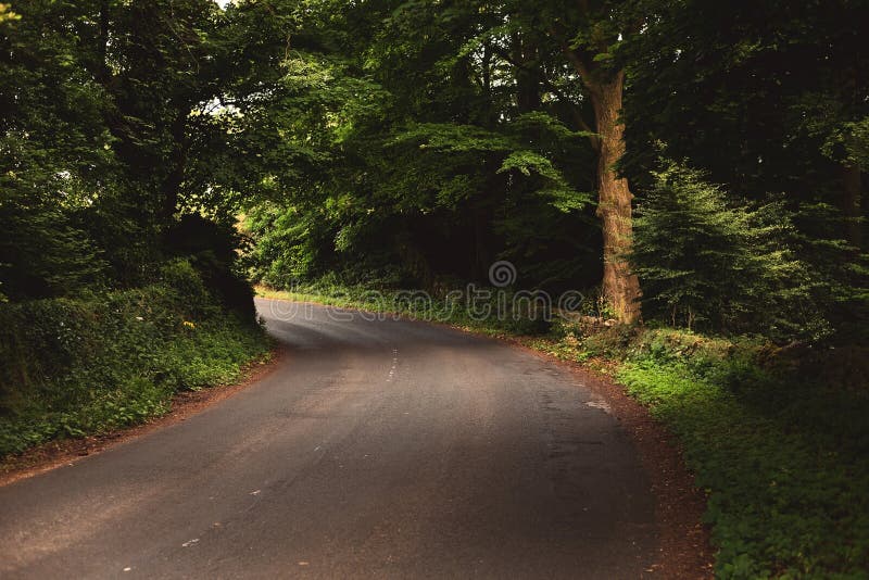 Road among green trees stock photo. Image of tree, direction - 252003592