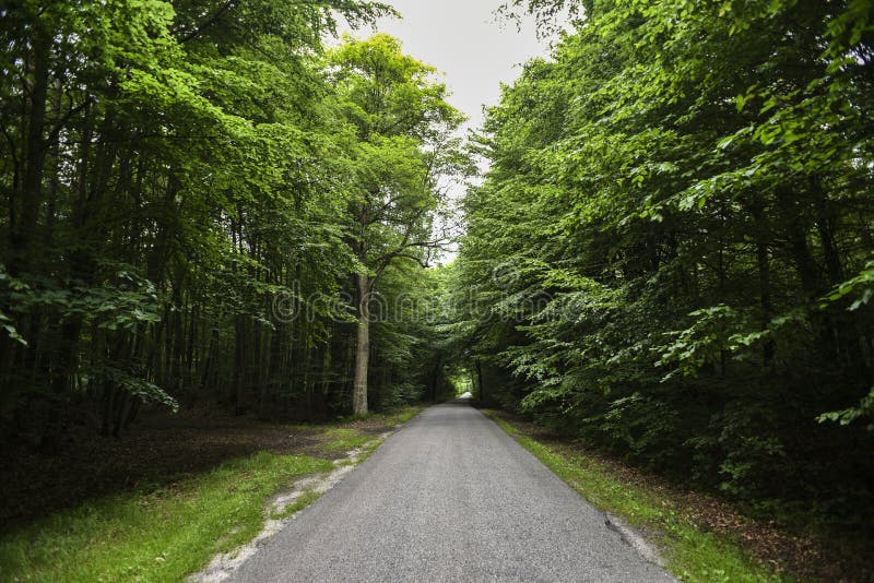 Road with Green Trees, Summer Time. Stock Image - Image of color, tree ...