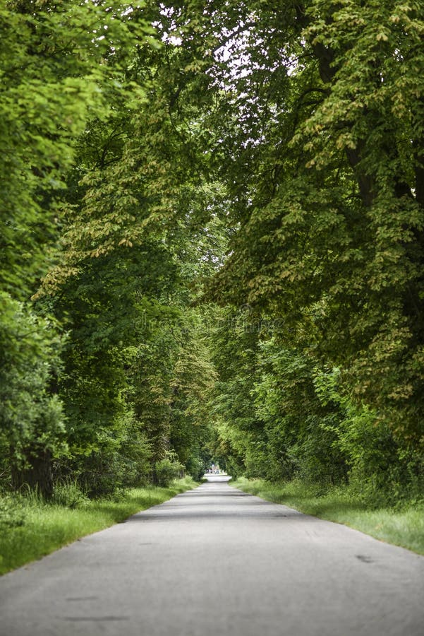 Road with Green Trees, Summer Time. Stock Image - Image of scenery ...