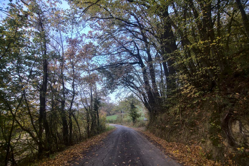 Road in a Grove at Sunset in Autumn Stock Photo - Image of morning ...