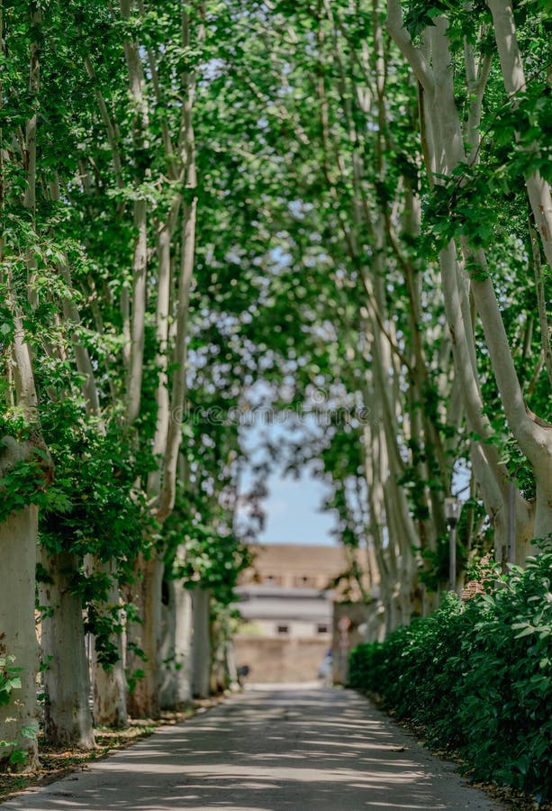 Road through a Grove of the Trees Stock Image - Image of issue, foliage ...