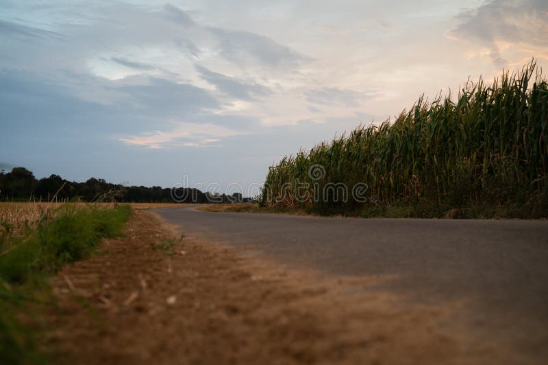 Road through Corn Fields at Sunset Stock Photo - Image of moody, nature ...