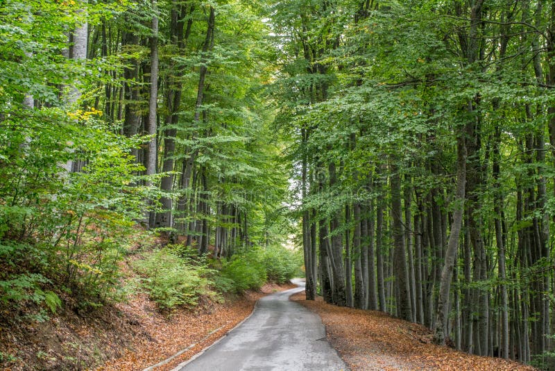 Road in the high forest stock image. Image of nature - 49436783