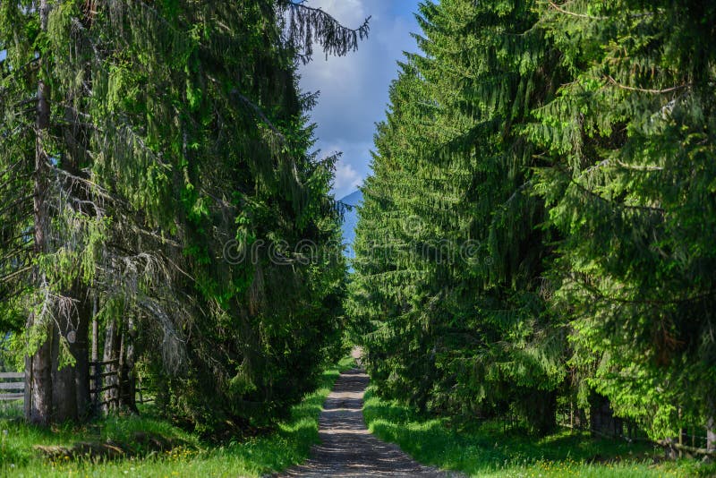 Road between High Trees Fir Stock Photo - Image of countryside, forest ...