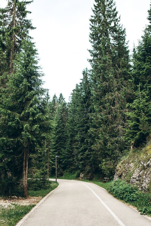Road or Hiking Path in the Forest Stock Photo - Image of branch ...