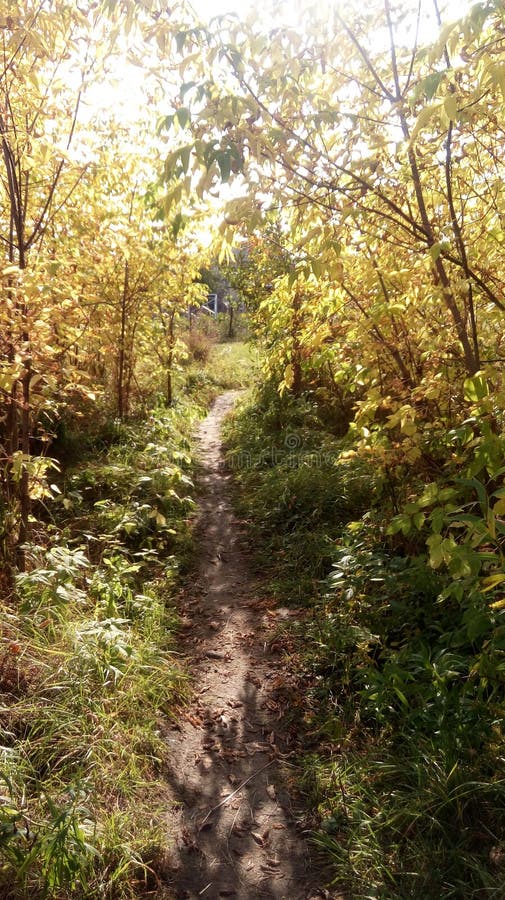 The Road Home through the Undergrowth. Stock Photo - Image of deciduous ...