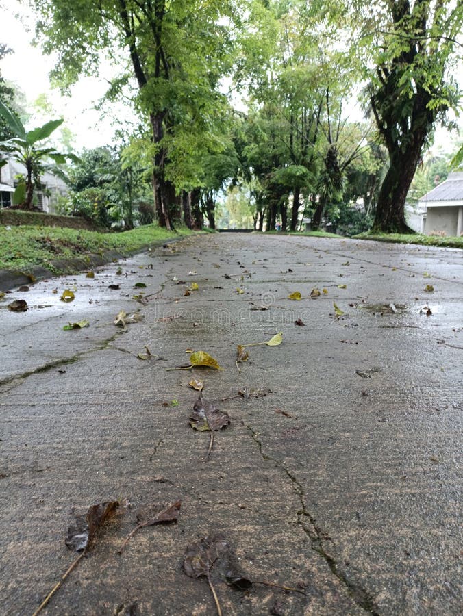 Road in a Housing Complex, with Fallen Leaves Stock Photo - Image of ...