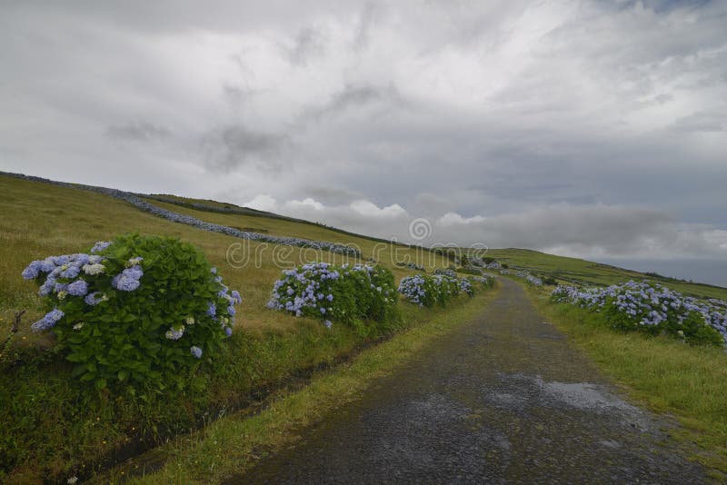 727 Hydrangeas Azores Stock Photos - Free & Royalty-Free Stock Photos ...