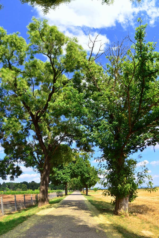 Road stock photo. Image of nature, empty, natural, architecture - 62861834
