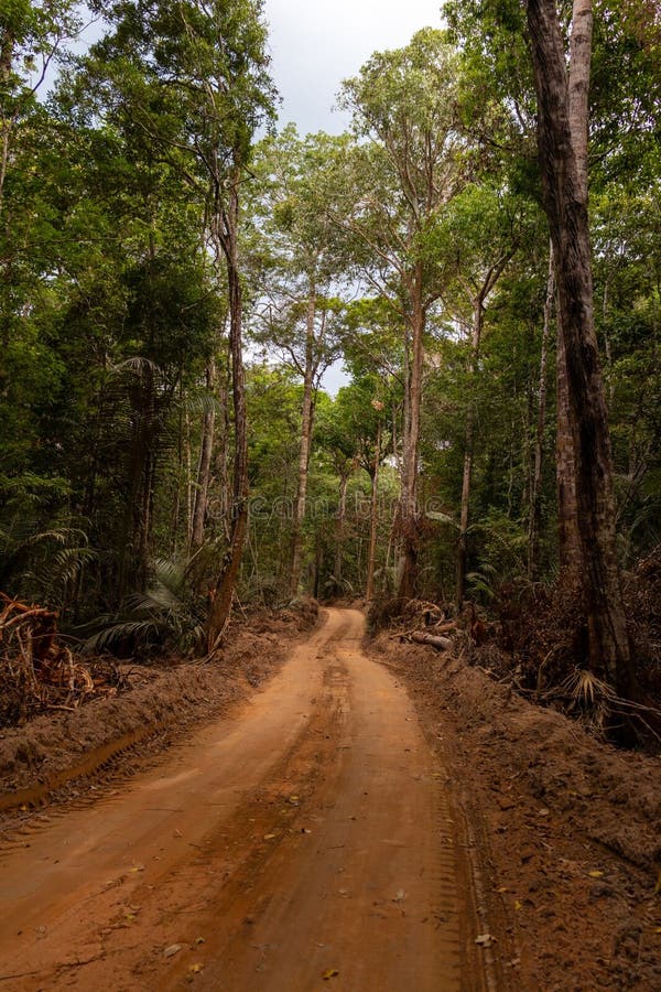 Rainforest Trail Boardwalk in Pacific Rim National Park Stock Image ...