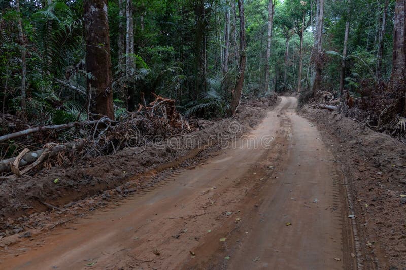 Road Inside Amazon Rainforest Stock Photo - Image of countryside ...