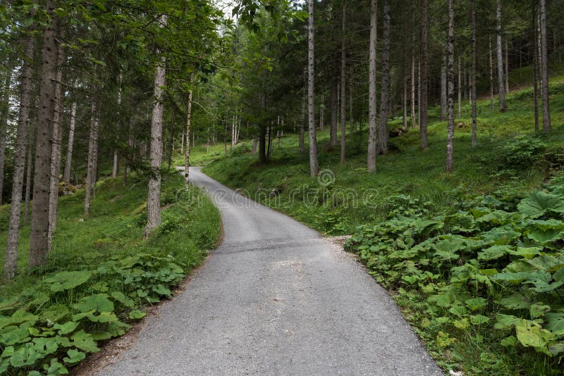 Road inside a forest stock image. Image of italy, inside - 58855559