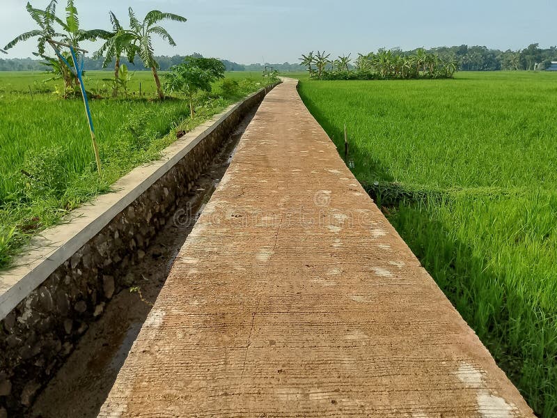Road and Irrigation Side by Side in the Middle of the Rice Fields Stock Image - Image of middle ...