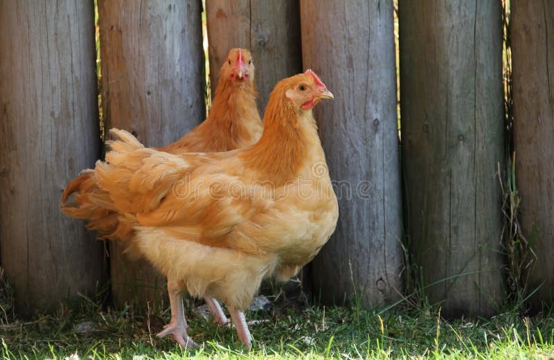 Road Island Reds stock image. Image of plumage, cockerel - 15536187