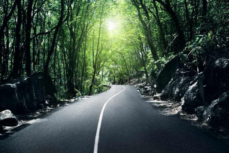 Road in jungle stock image. Image of roadway, foliage - 28710851