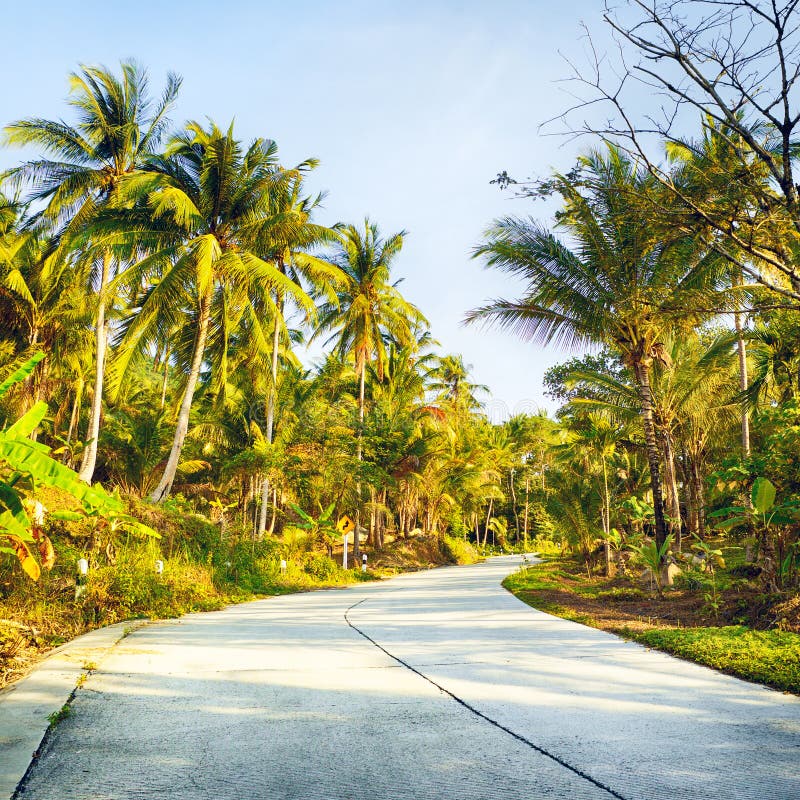Road in Jungle stock image. Image of country, blue, grass - 24131545