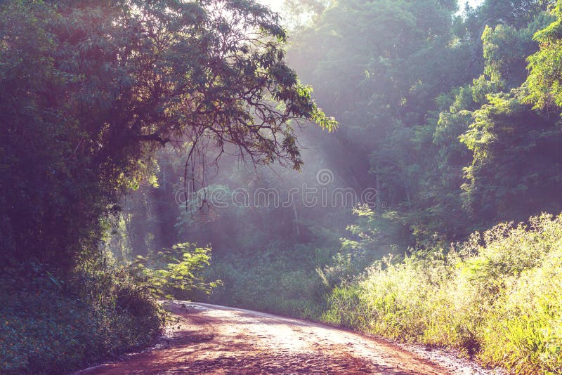 Road in jungle stock image. Image of fauna, trunk, foliage - 67684041