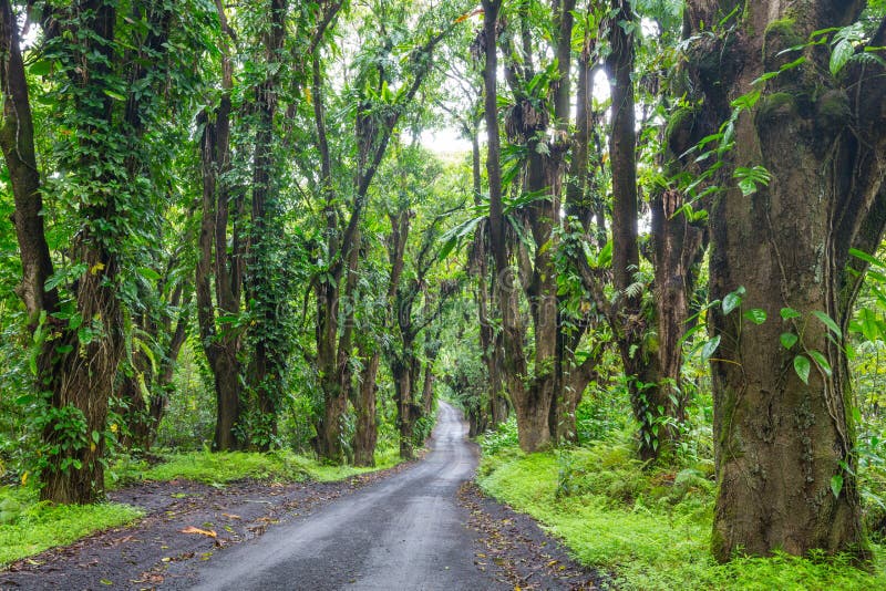 Road in jungle stock photo. Image of dense, path, road - 124913184