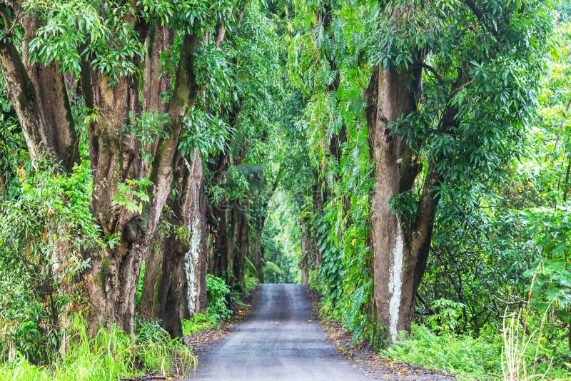 Road in jungle stock image. Image of beautiful, road - 172856863