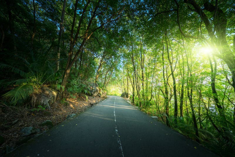 Road in jungle stock photo. Image of palm, freeway, foliage - 106417438