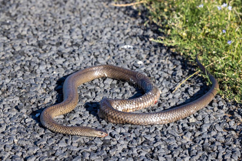 Eastern Brown Snake (Pseudonaja Textilis) Stock Photo - Image of snake ...