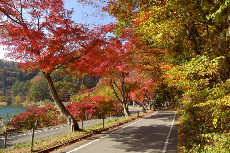 Road beside Lake with Autumn Tree Leaf Stock Photo - Image of branch ...