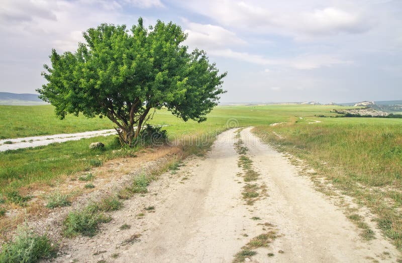 Road lane and lonely tree. stock photo. Image of plain - 90298470