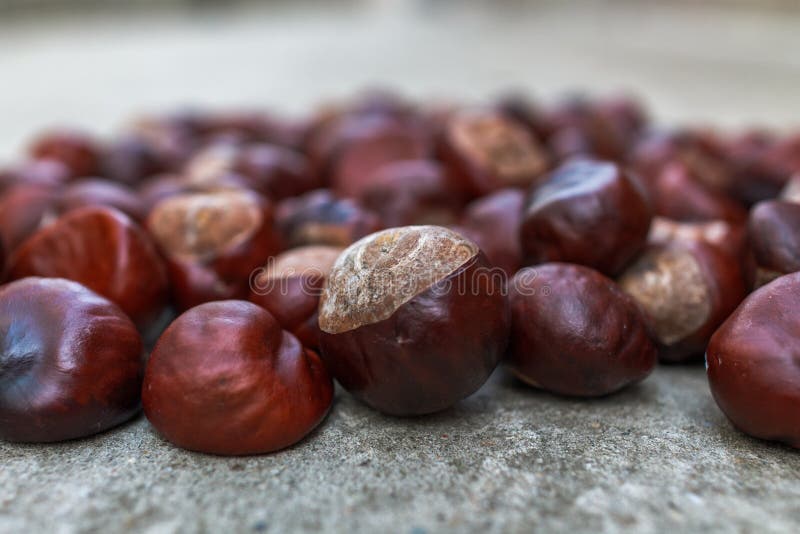 On the Road a Large Number of Inedible Chestnuts Stock Photo - Image of ...