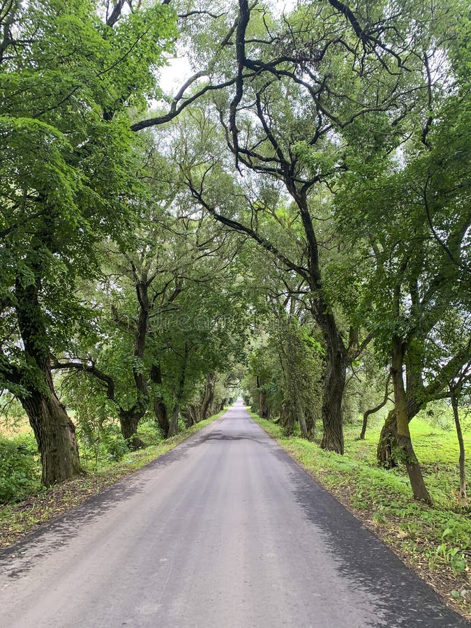 Road between Large Trees with Green Foliage on Sunny Day Stock Image ...