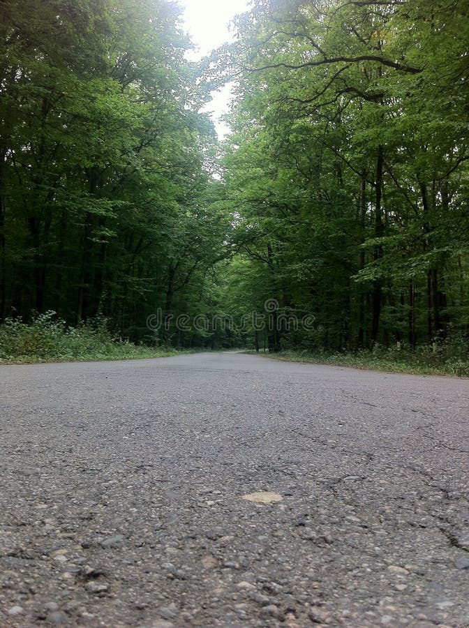 Road stock image. Image of lead, forrest, road, spring - 52206319