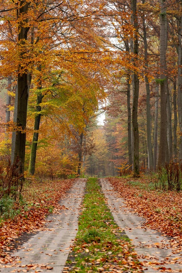 A Road Leading through a Deciduous Forest. Leaves Fall from Tall Trees ...