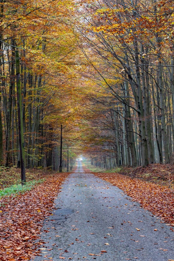 A Road Leading through a Deciduous Forest. Leaves Fall from Tall Trees ...