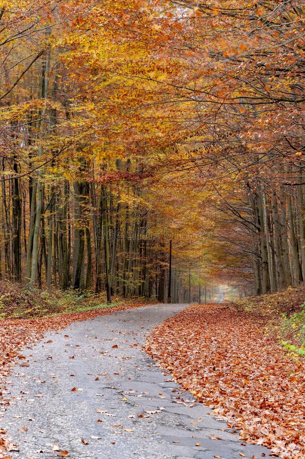 A Road Leading through a Deciduous Forest. Leaves Fall from Tall Trees ...