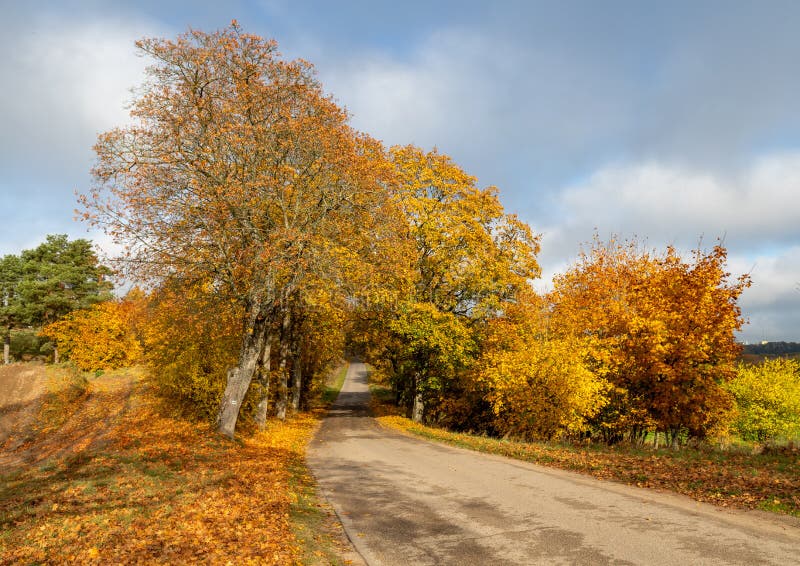 A Road Leading through a Deciduous Forest. Leaves Fall from Tall Trees ...
